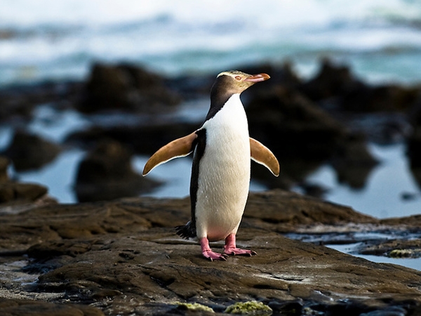 The list goes on: World's rarest penguin faces the threat of extinction ...