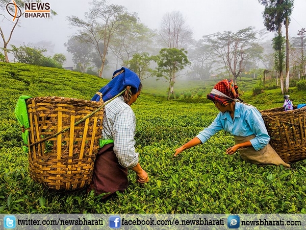 Backing efforts of tea workers, CM Sonowal urged to work with team ...
