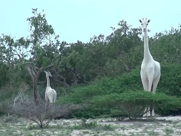 Nature never stops to surprise us! Rare white giraffes spotted in Kenya ...
