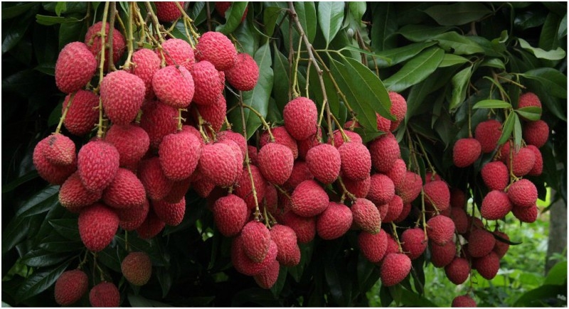 Famous Shahi litchi of North Bihar gets Geographical Indication tag ...