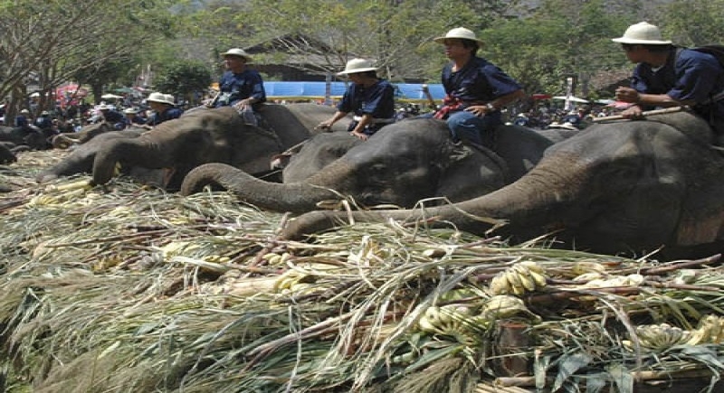 Pachyderms in Vietnam face extinction risk for their ‘lucky tuft ...