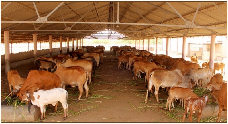 Jharkhand to built 3000 centers for Desi cow development - NewsBharati