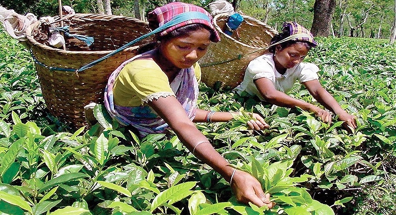 Unable to repay bank loans, Assam’s oldest tea company faces closure ...