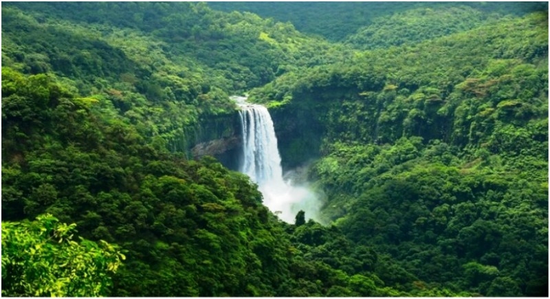 Goa hugs nature: Forest cover increases from 5 to 19 sq kms in 2 years ...