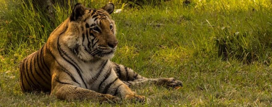 After Corbett Tiger Reserve, Uttarakhand to get another tiger cell ...
