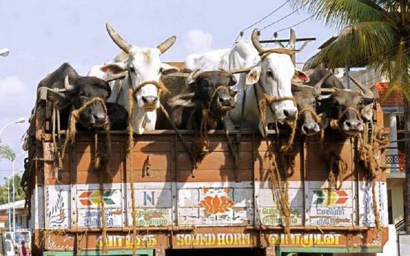 Karnataka government ayes anti-cow slaughter ordinance - NewsBharati