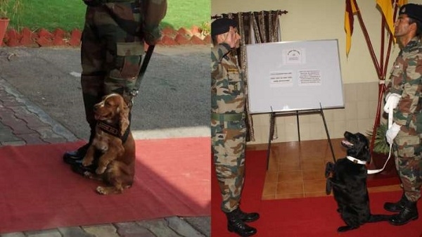 Indian Army dogs; Sophie and Vida - NewsBharati