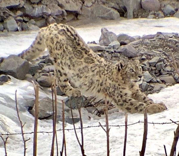 Uttarakhand tourism to organise first ever snow leopard tours in the ...