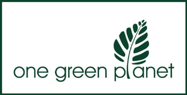 One Green Planet and Cows - NewsBharati