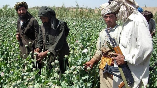 Taliban’s secret plan to take over the world opium - NewsBharati