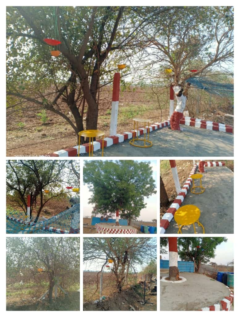 Sigh of relief for the birds in the scorching heat of Amravati ...